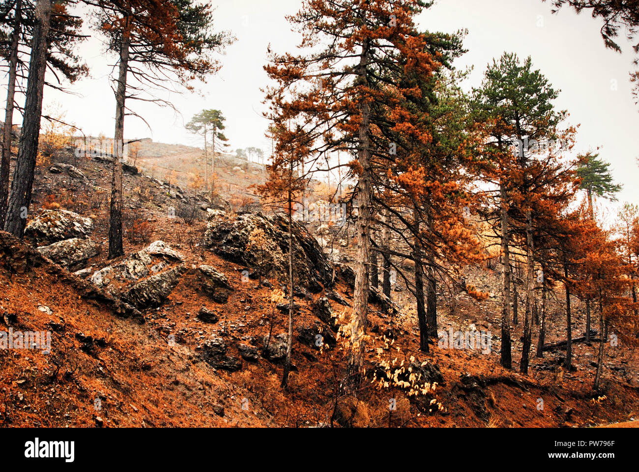 Burnt pine forest hi-res stock photography and images - Alamy