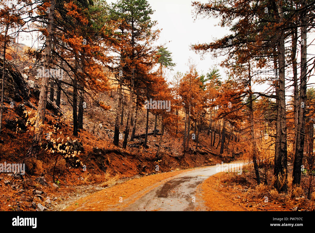 Burnt pine hi-res stock photography and images - Alamy