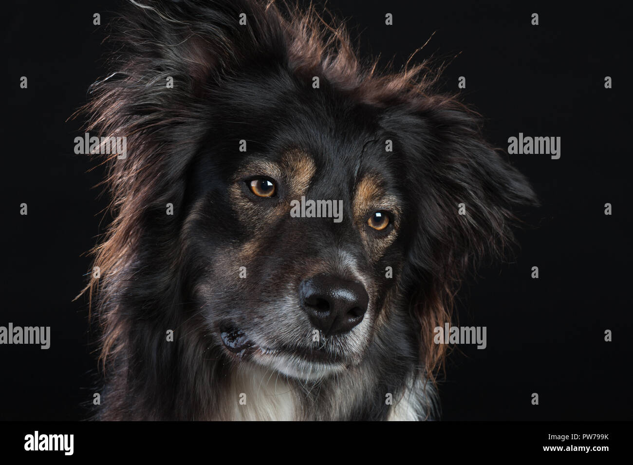 Border Collie dog studio portrait against black background Stock Photo ...