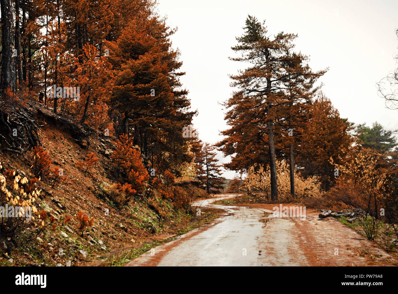 Burnt forest trail hi-res stock photography and images - Alamy