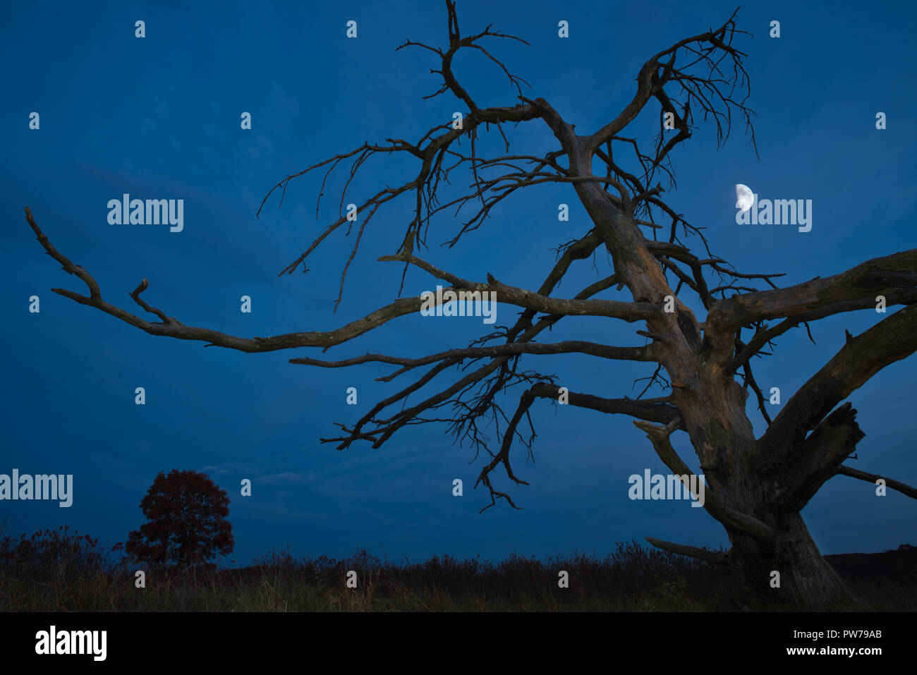 Old dead tree in moonlight in Big Meadows in Shenandoah National Park ...