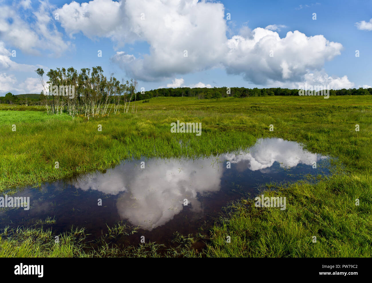 Pool with tadpoles hi-res stock photography and images - Alamy