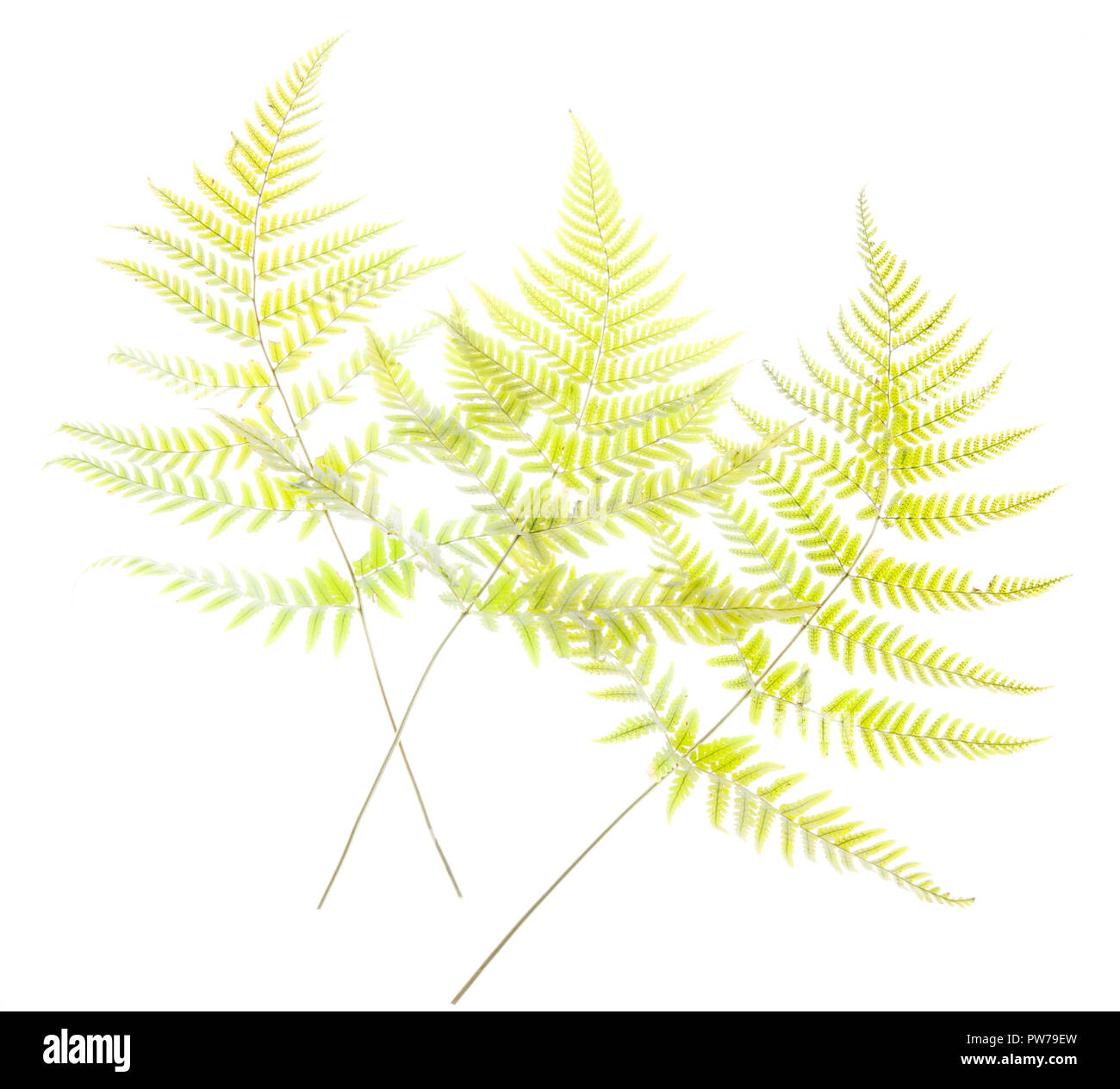 Three fern fronds backlit on white background Stock Photo - Alamy