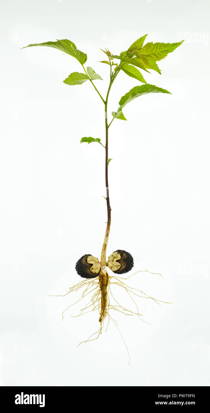 Taproot hi-res stock photography and images - Alamy Taproot hi-res stock photography and images - Alamy