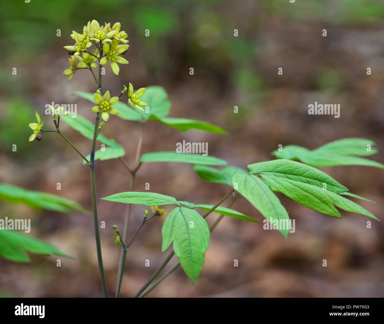 Blue cohosh (Caulophyllum thalictroides), also known as squawroot or ...