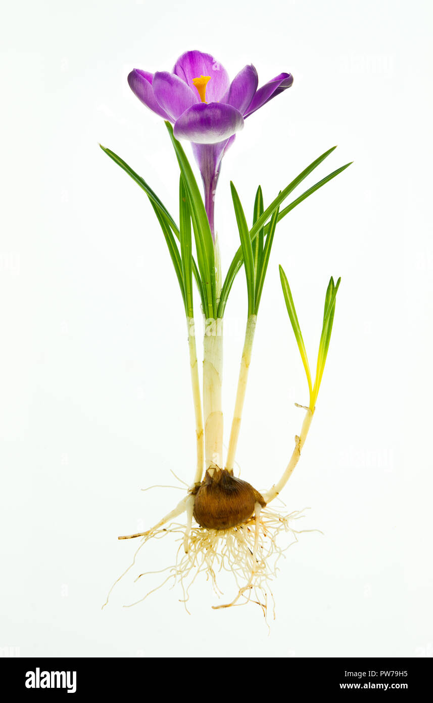 Crocus plant showing bulb and roots, from garden in Virginia Stock ...