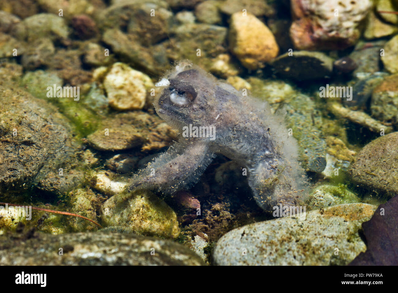 Frog mold hi-res stock photography and images - Alamy
