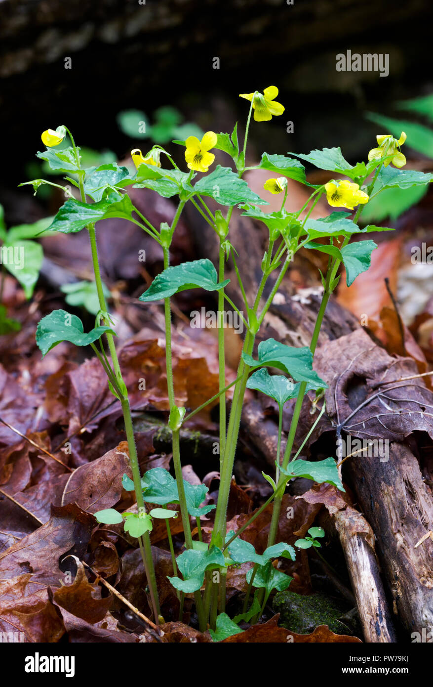 Downy yellow violets (Viola pubescens) in woodland in northeastern ...