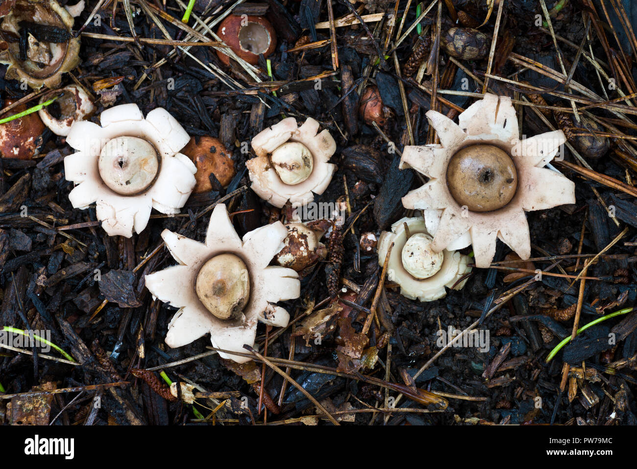 Earthstar fungi hi-res stock photography and images - Alamy