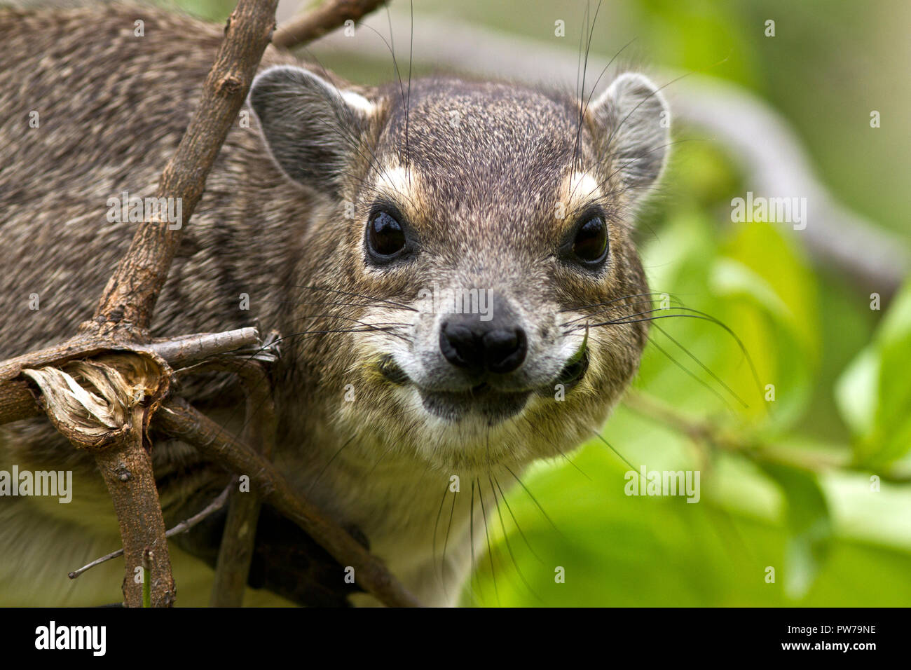 Yellow Spotted or Bush Hyrax live in rocky areas there broad leaf trees ...