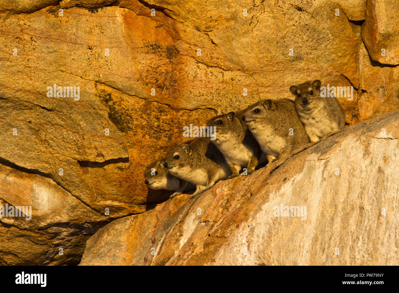 Hyrax are territorial and sub-adult males are usually acting as ...