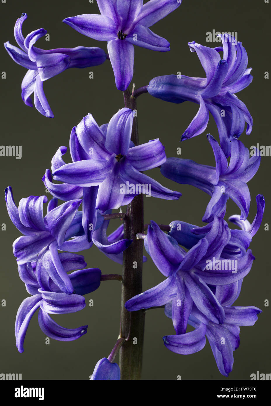 Hyacinthus orientalis (common hyacinth, garden hyacinth or Dutch hyacinth) blossoms Stock Photo ...