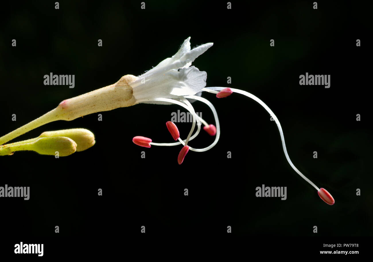 Individual flower of bottlebrush buckeye shrub (Aesculus parviflora ...