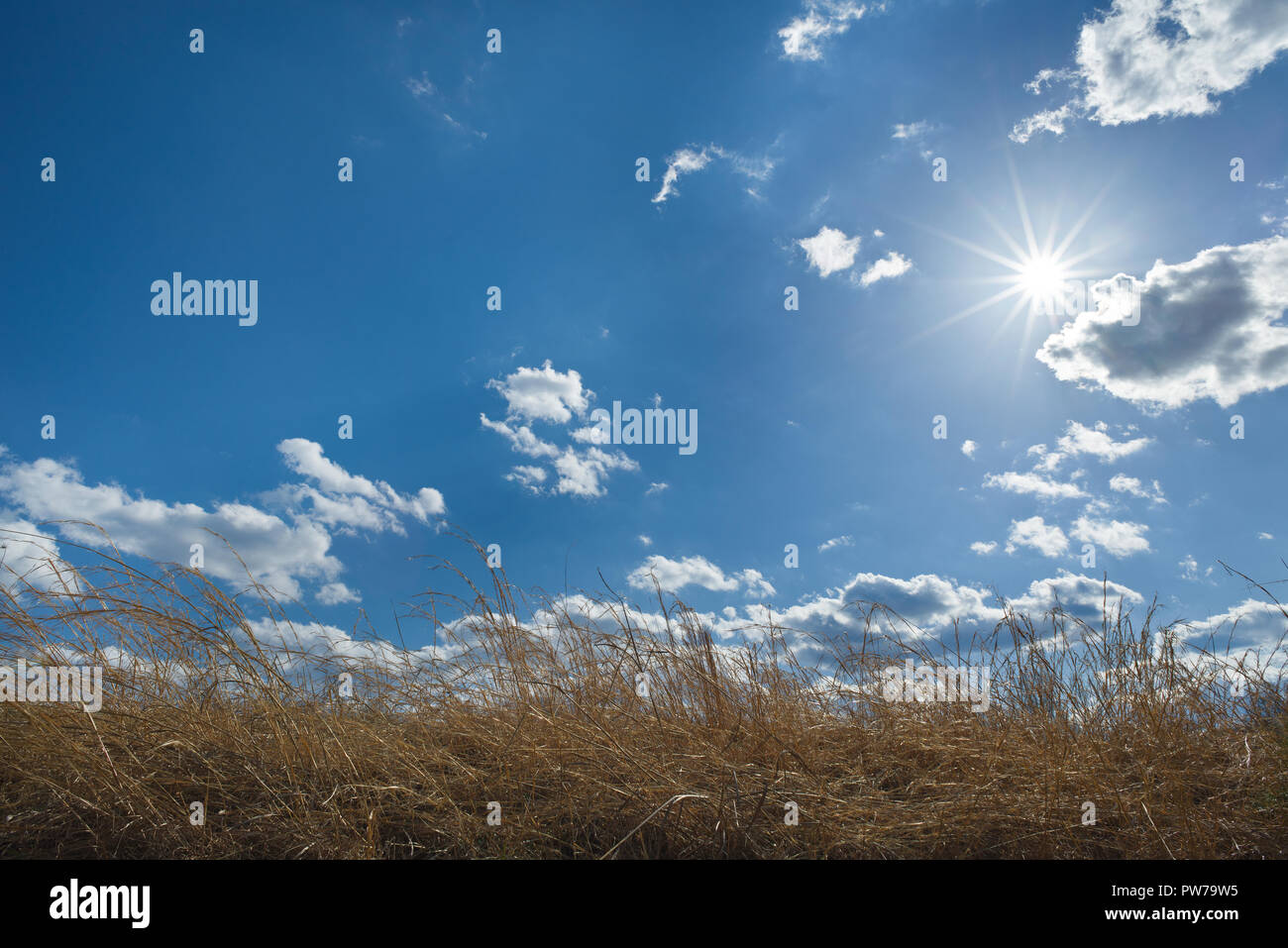 Sun and clouds over native eastern prairie grasses in central Virginia ...