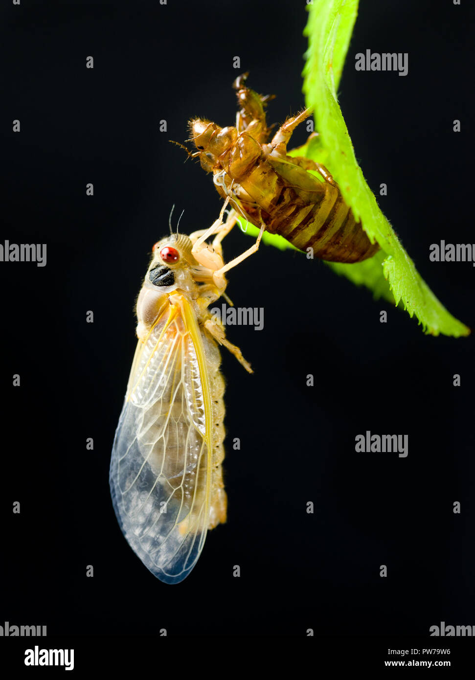 Cicada exuviae hi-res stock photography and images - Alamy