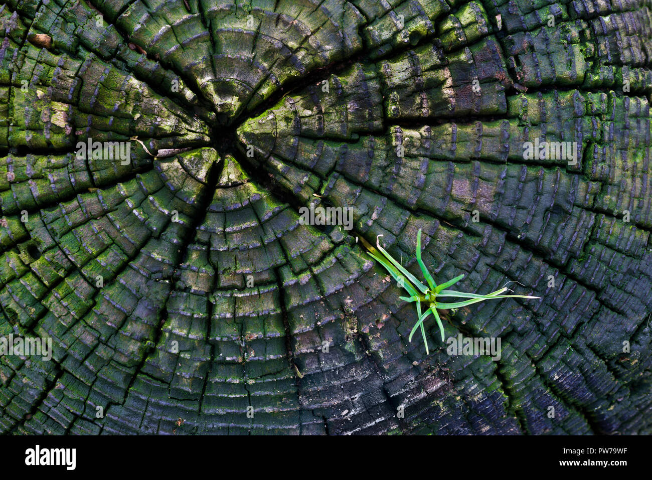 Tree stump sprouting hi-res stock photography and images - Alamy