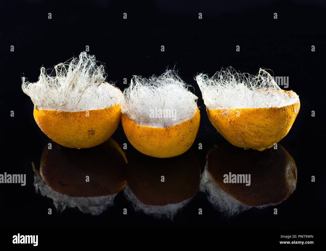 Orange rinds with white filamentous mold growing from them Stock Photo ...