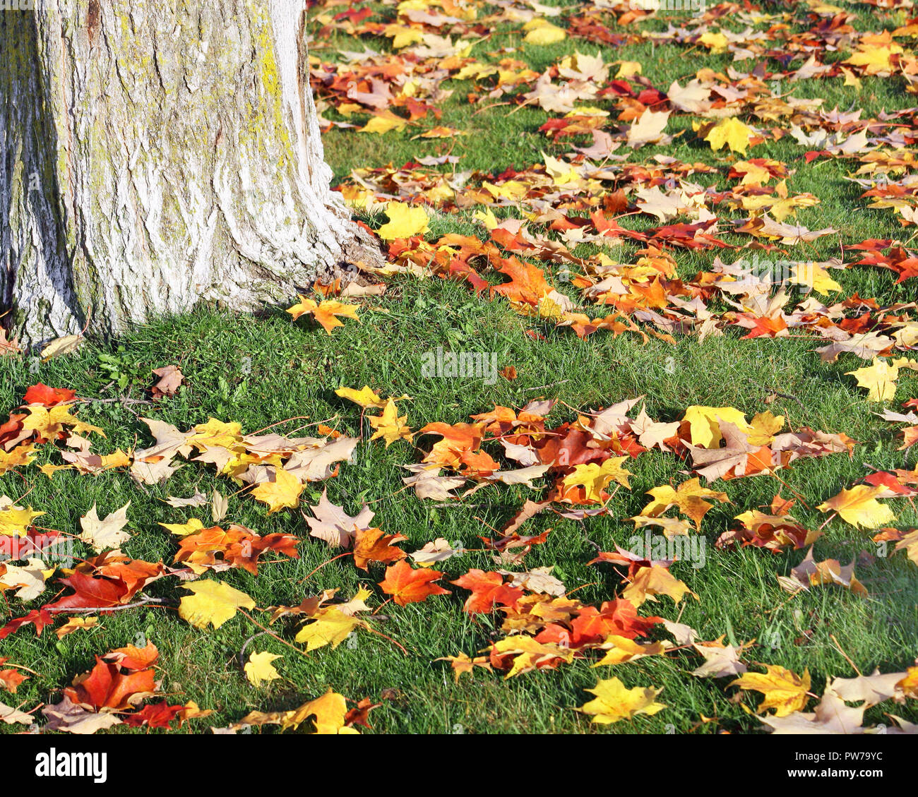 Tree with few leaves hi-res stock photography and images - Alamy