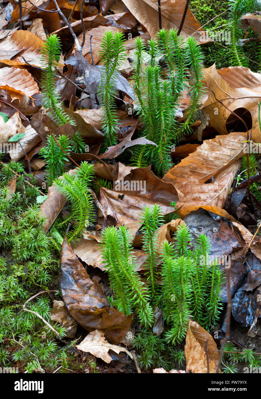 Shining clubmoss (Lycopodium lucidulum) and fallen tree leaves on ...