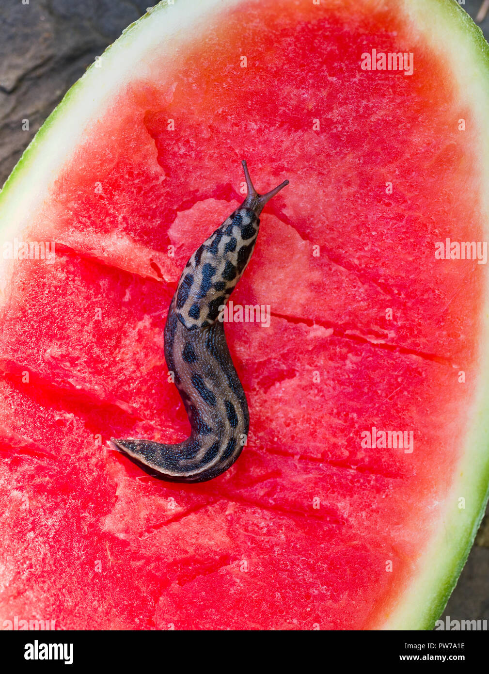 Leopard slug (Limax maximus) on watermelon (Citrullus lanatus). This ...