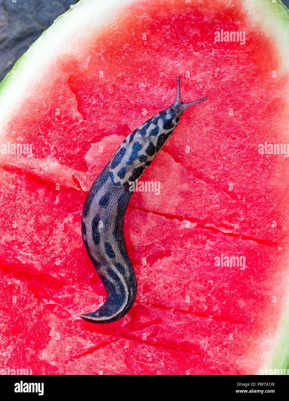 Leopard slug (Limax maximus) on watermelon (Citrullus lanatus). This ...