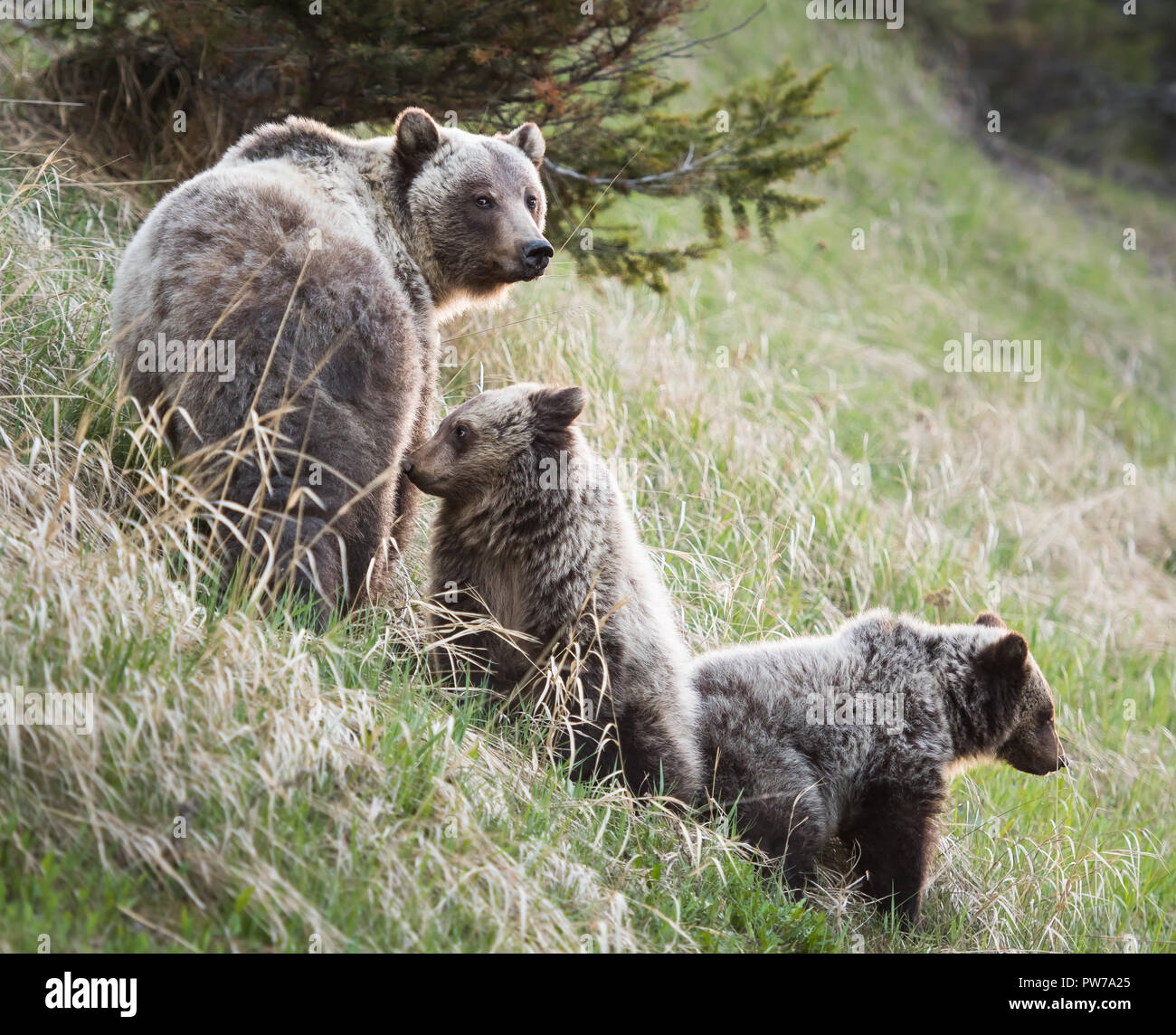 Grizzly bear in the wild Stock Photo - Alamy