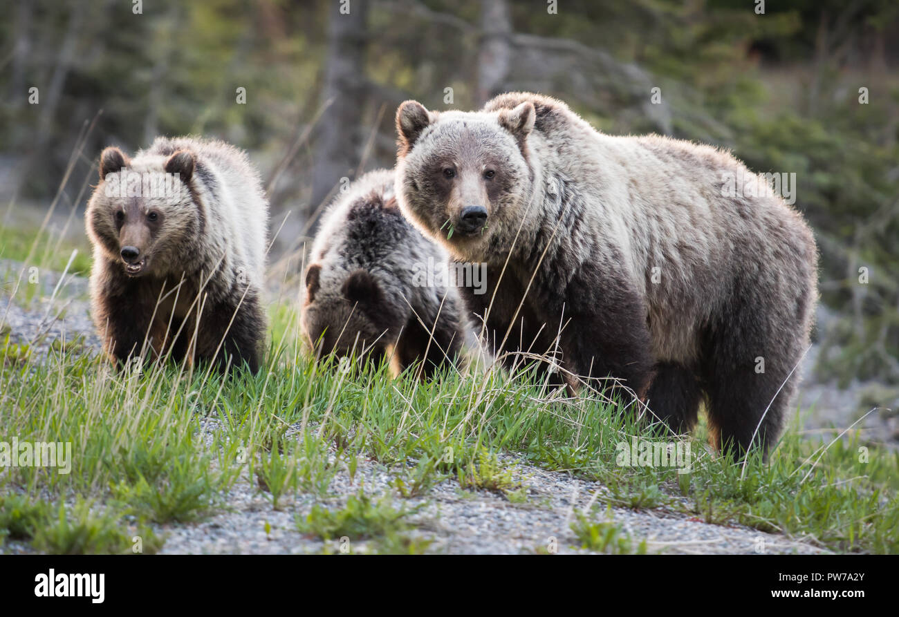 Grizzly bear in the wild Stock Photo - Alamy
