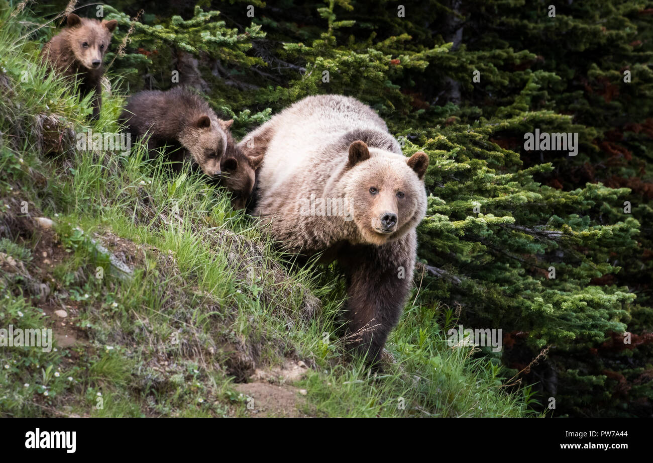 Grizzly bear in the wild Stock Photo - Alamy