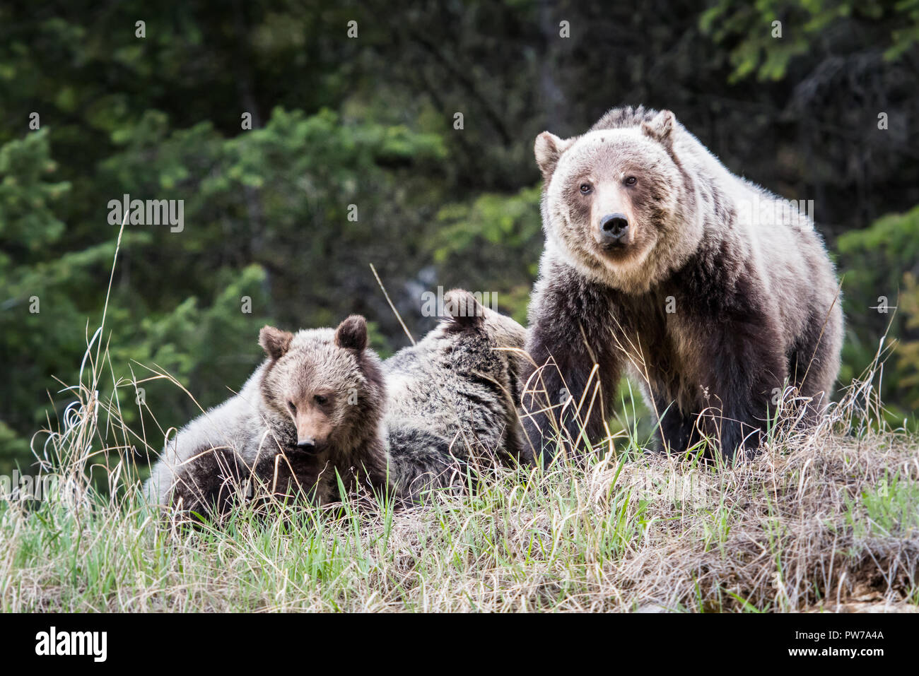 Grizzly bear in the wild Stock Photo - Alamy
