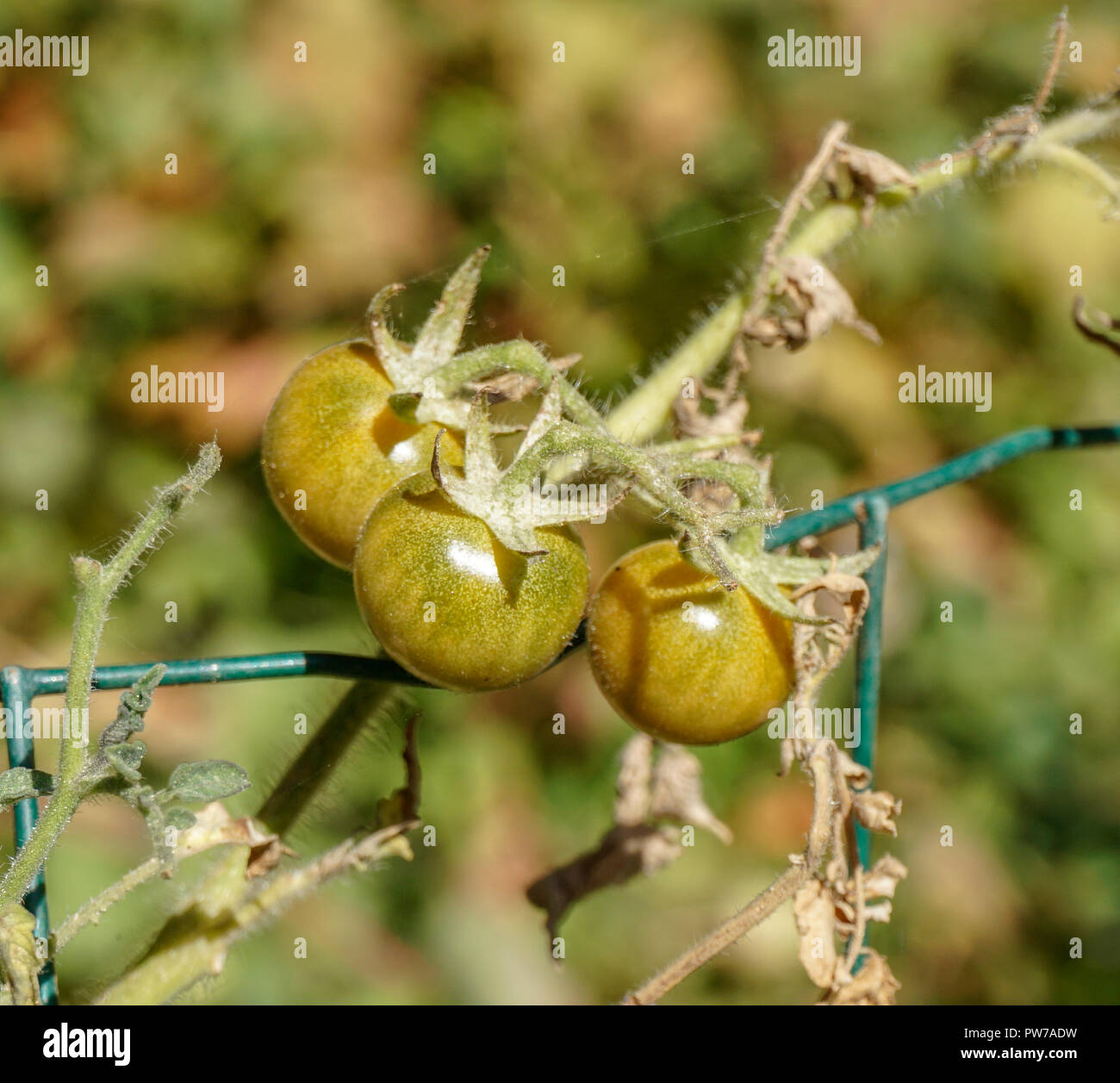 Growing Tomatoes 5 Cherry type Stock Photo - Alamy