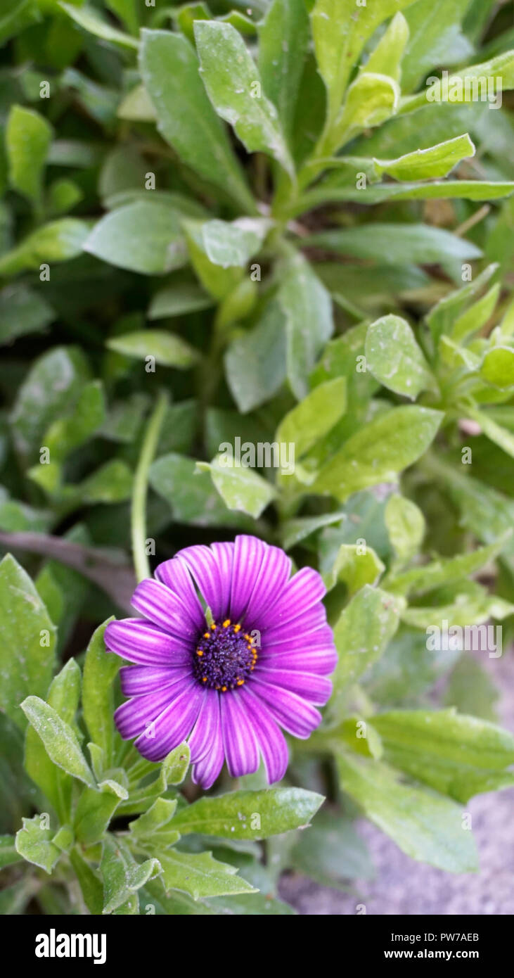 Osteospermum Ecklonis Purple 1 Stock Photo - Alamy
