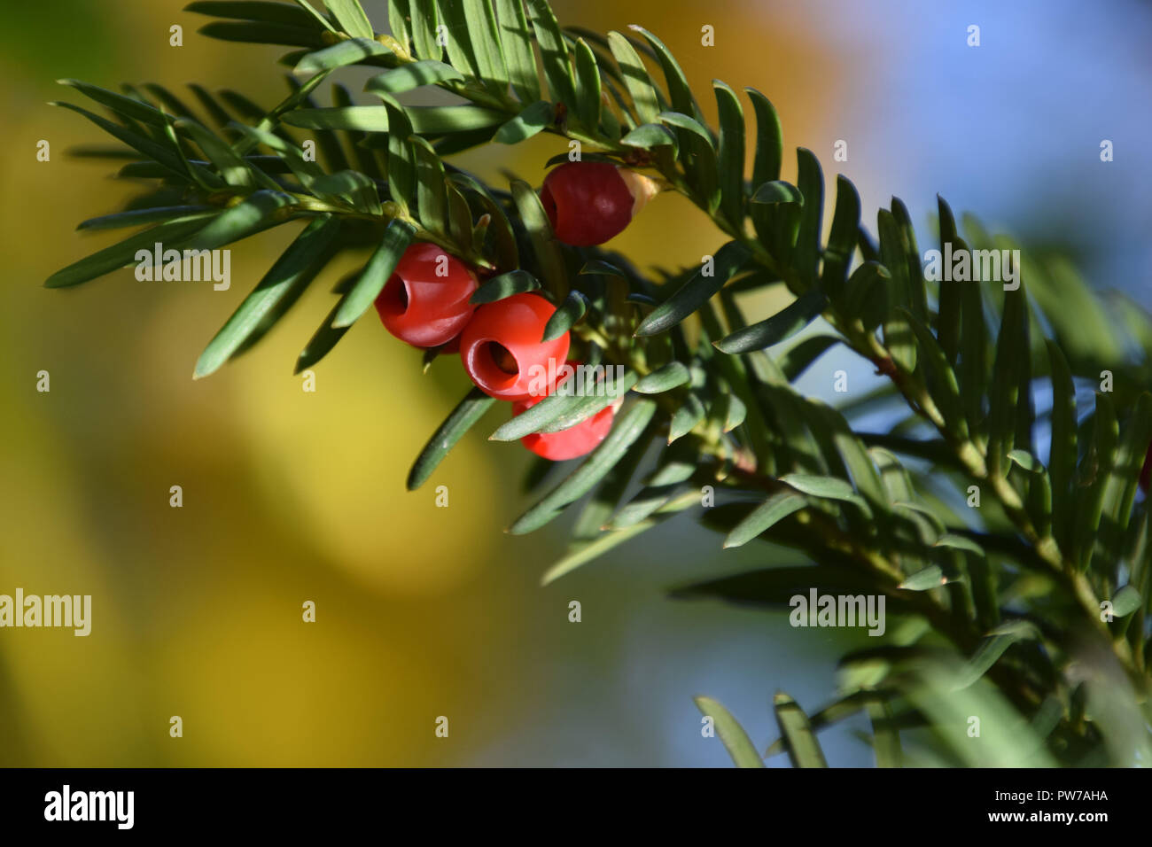 european yew with mature cones, taxus baccata tree with spirally ...