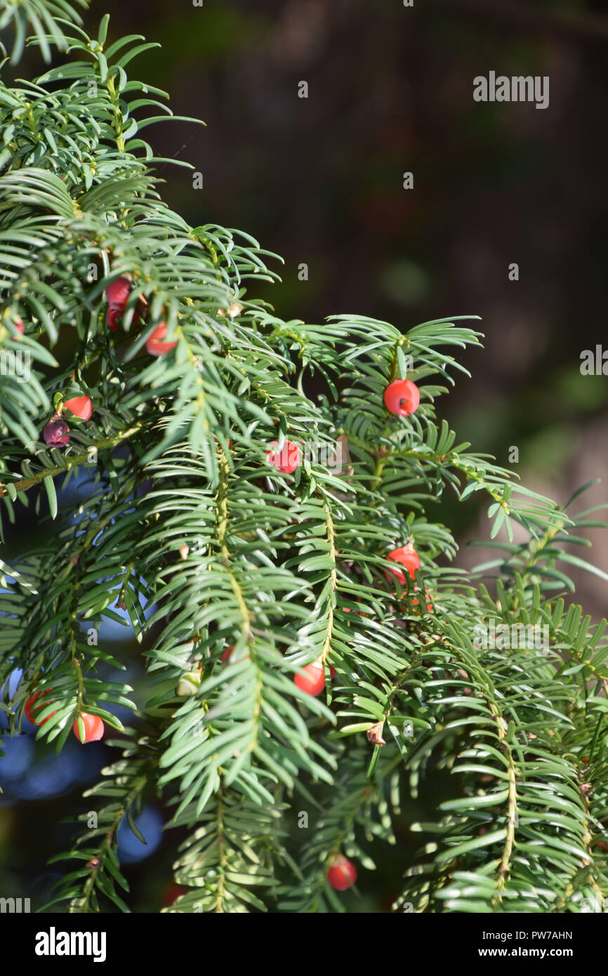 european yew branches with ripe fruits, taxus baccata tree with ...