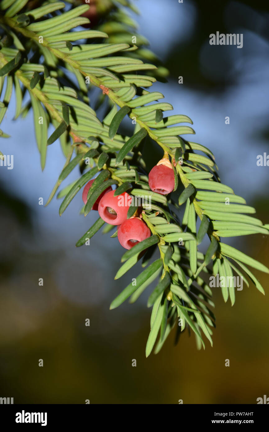 mature cones of yews tree, taxus baccata tree with spirally arranged ...