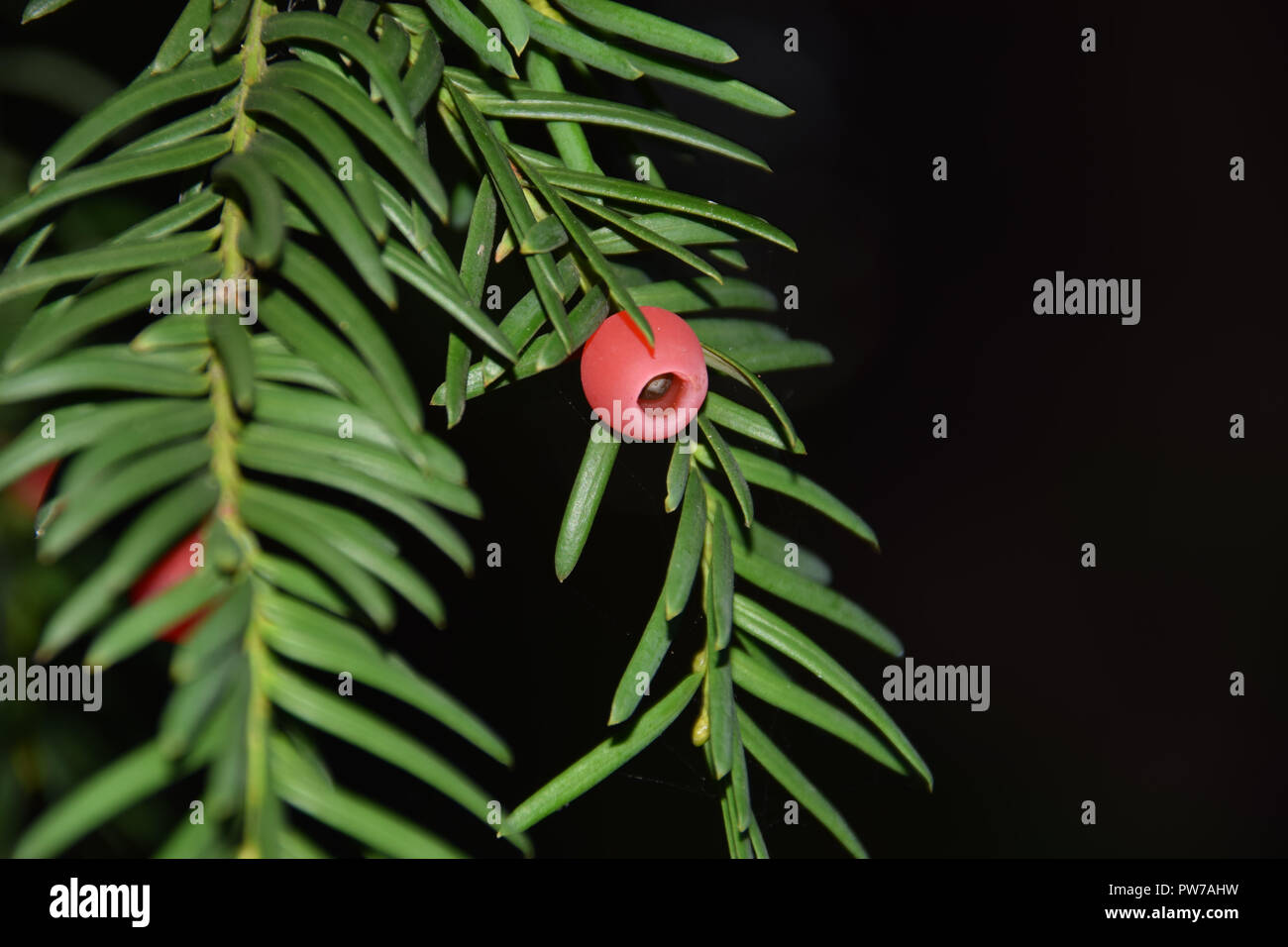 detail shot of mature cone of yew tree, taxus baccata tree with ...