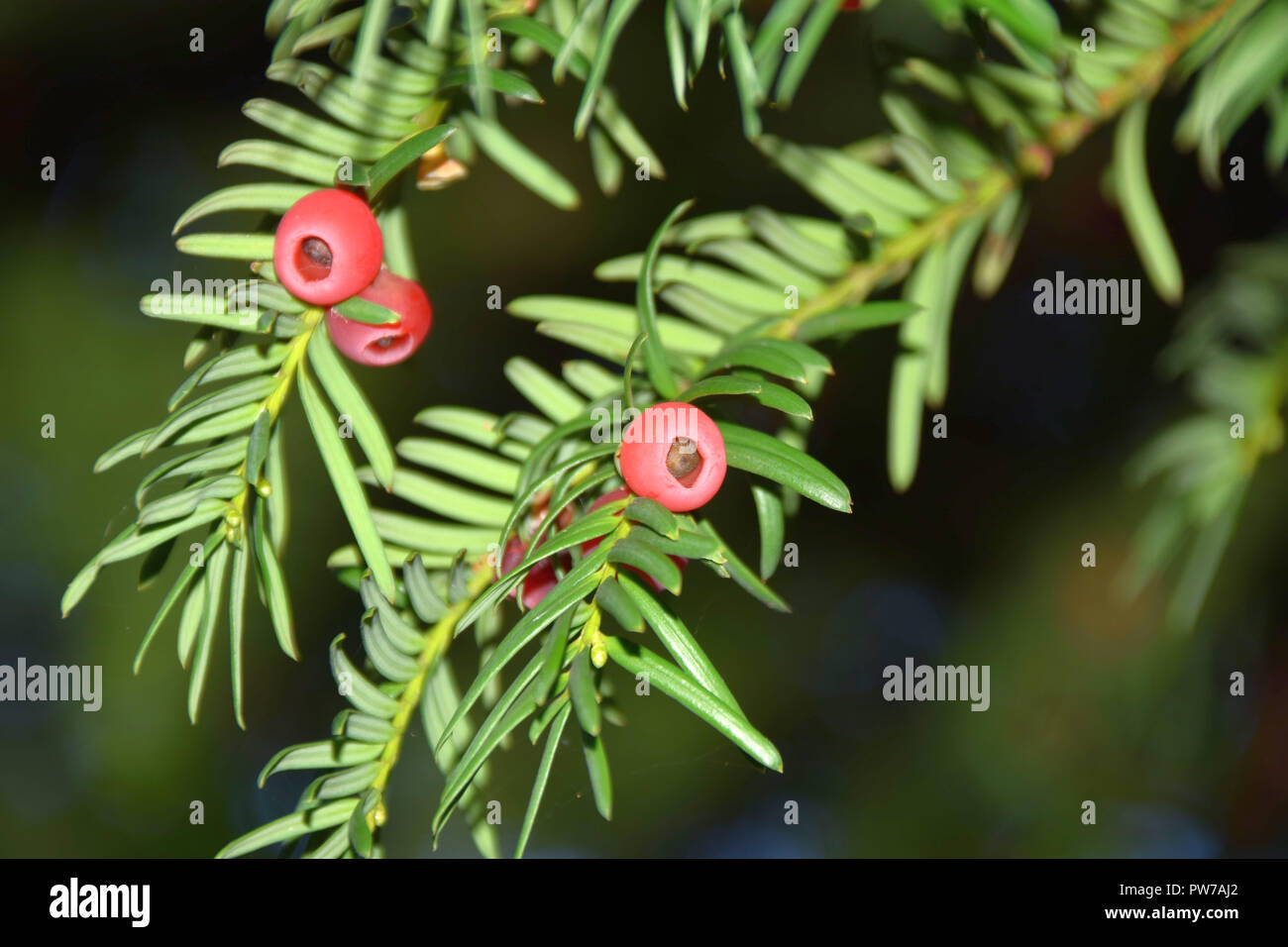 detail shot of mature cone of yew tree, taxus baccata tree with ...