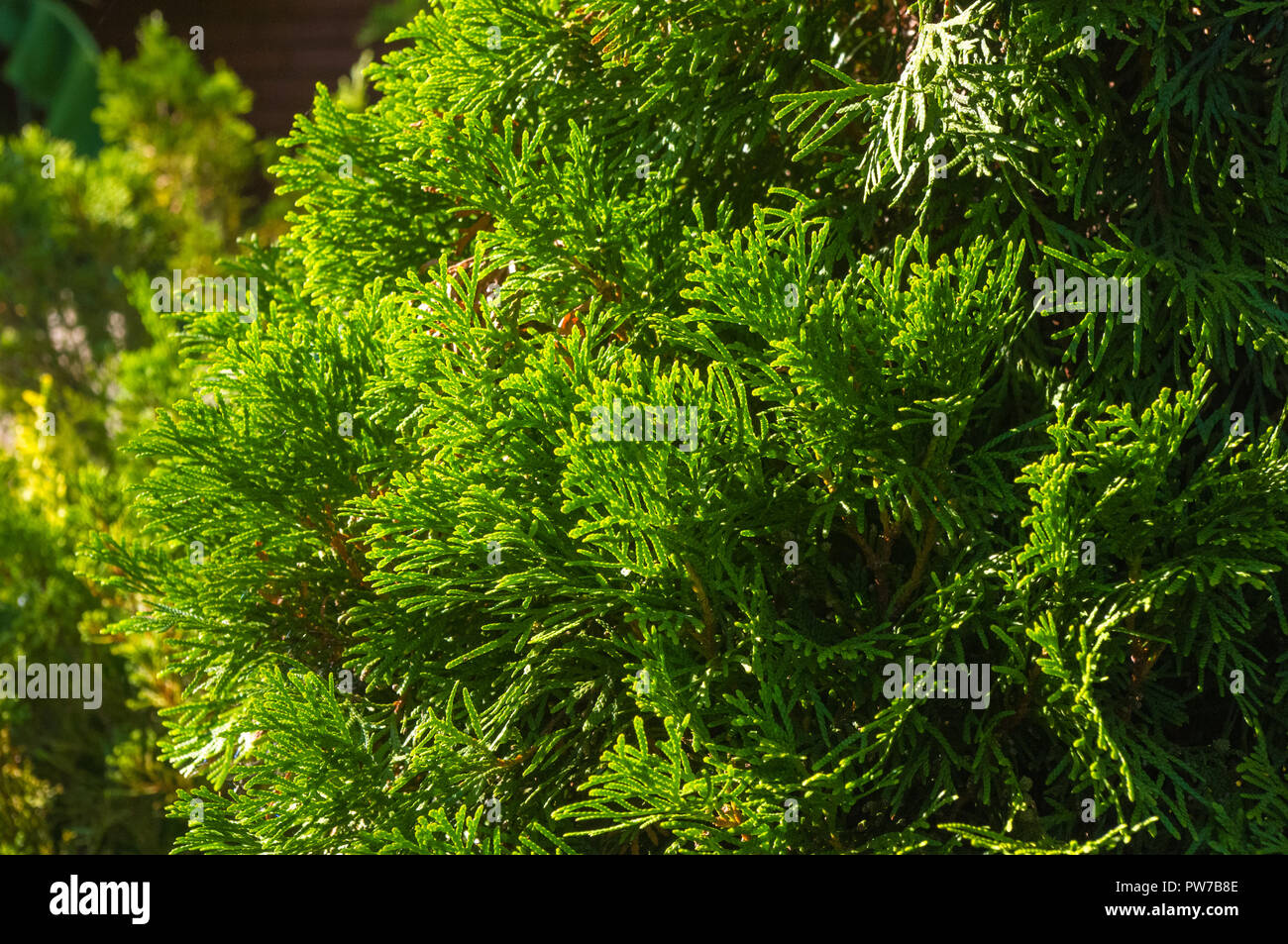 Incense cedar tree Calocedrus decurrens branch close up. Thuja cones ...