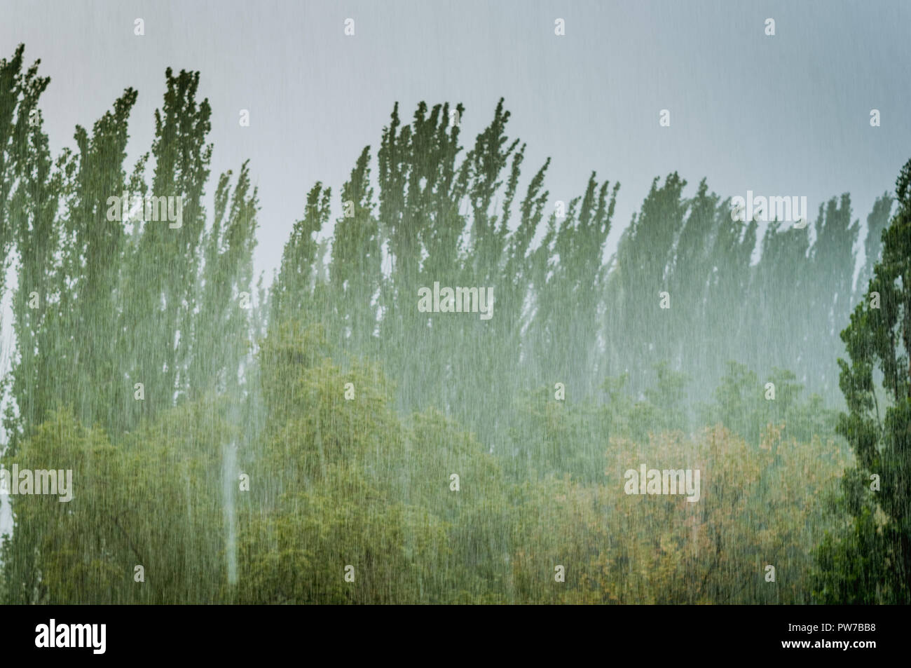 Landscape with green trees in a heavy summer rain Stock Photo - Alamy