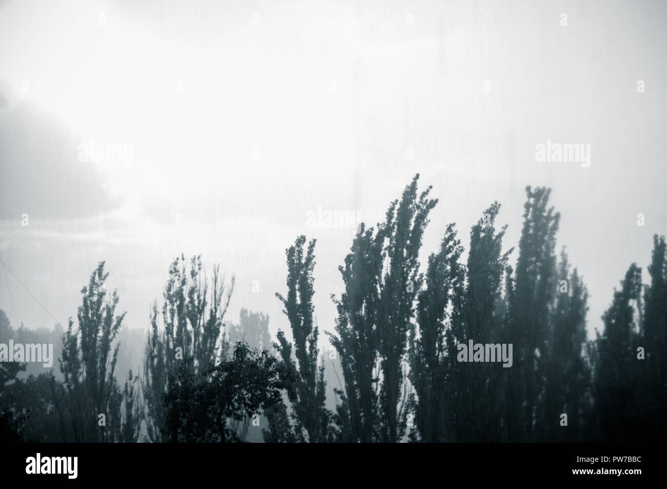 Landscape with green trees in a heavy summer rain Stock Photo - Alamy