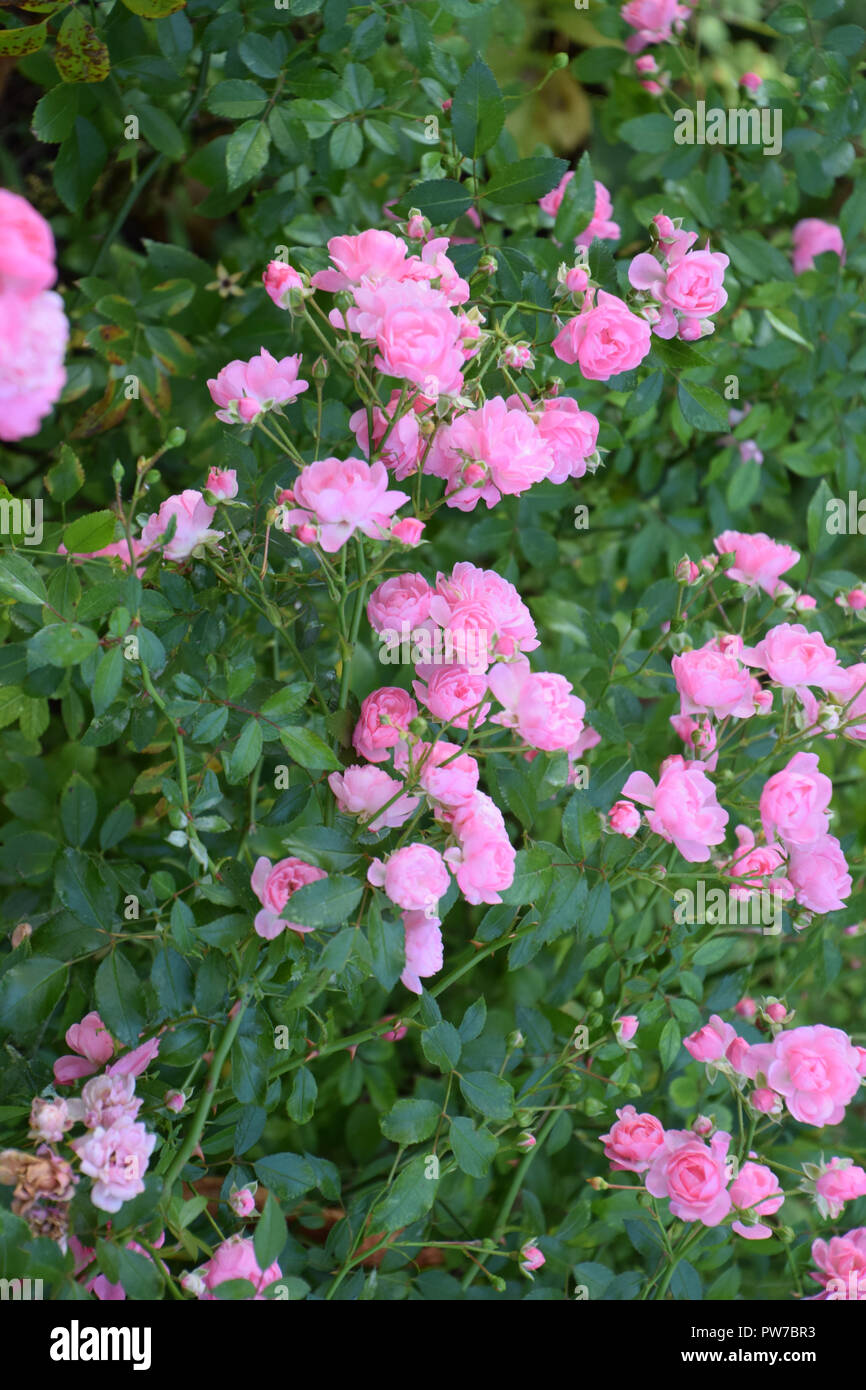 Pink Climbing Rose High Resolution Stock Photography and Images - Alamy