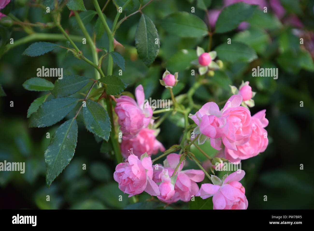 Rose prickles on white background hi-res stock photography and images ...
