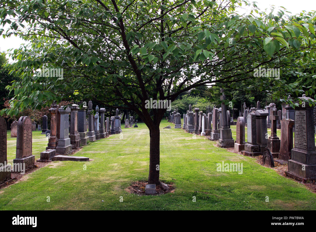 A tree of remembrance sits in a graveyard lined with gravestones Stock ...