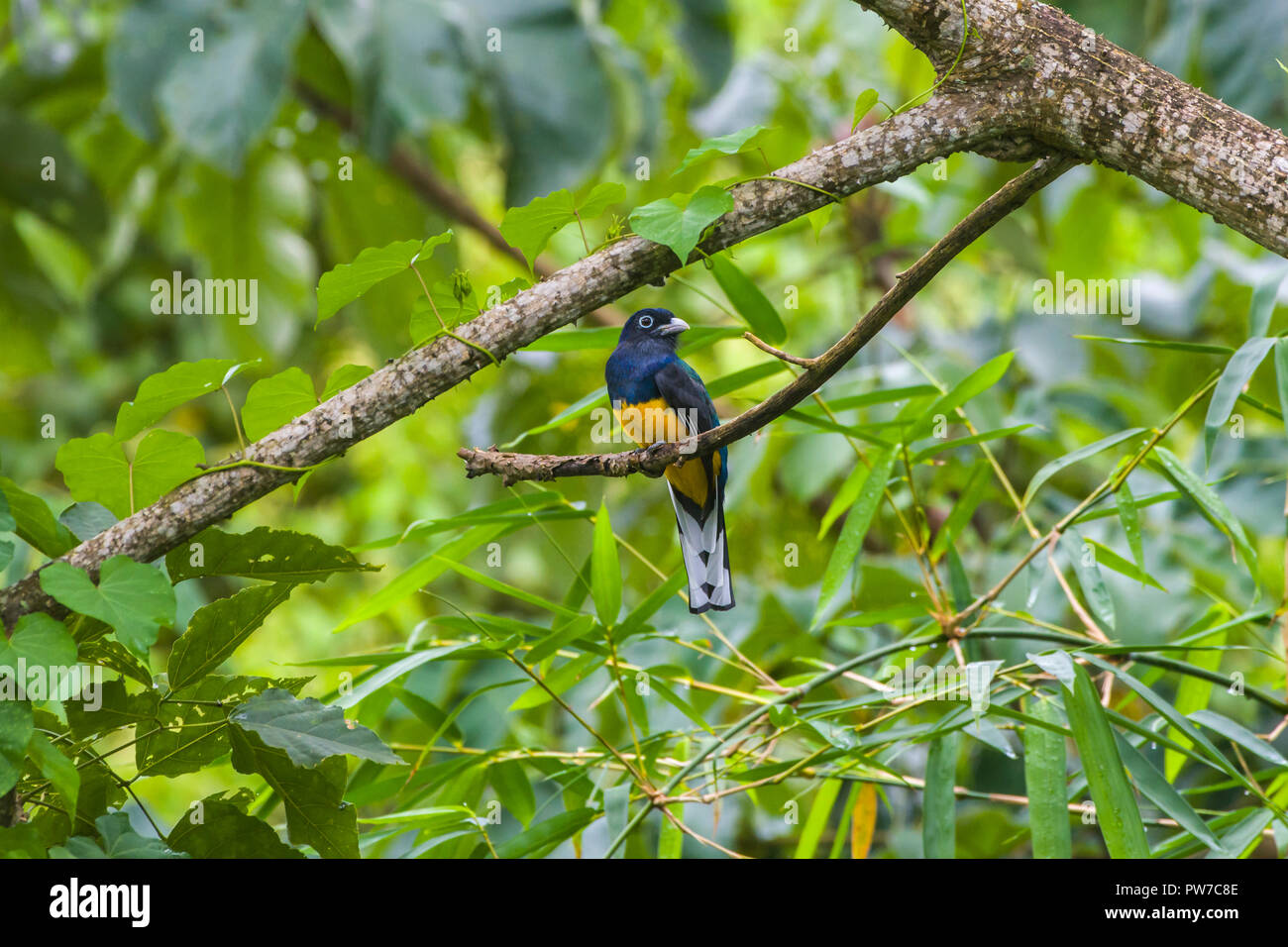 Green backed trogon trogon viridis male hi-res stock photography and ...