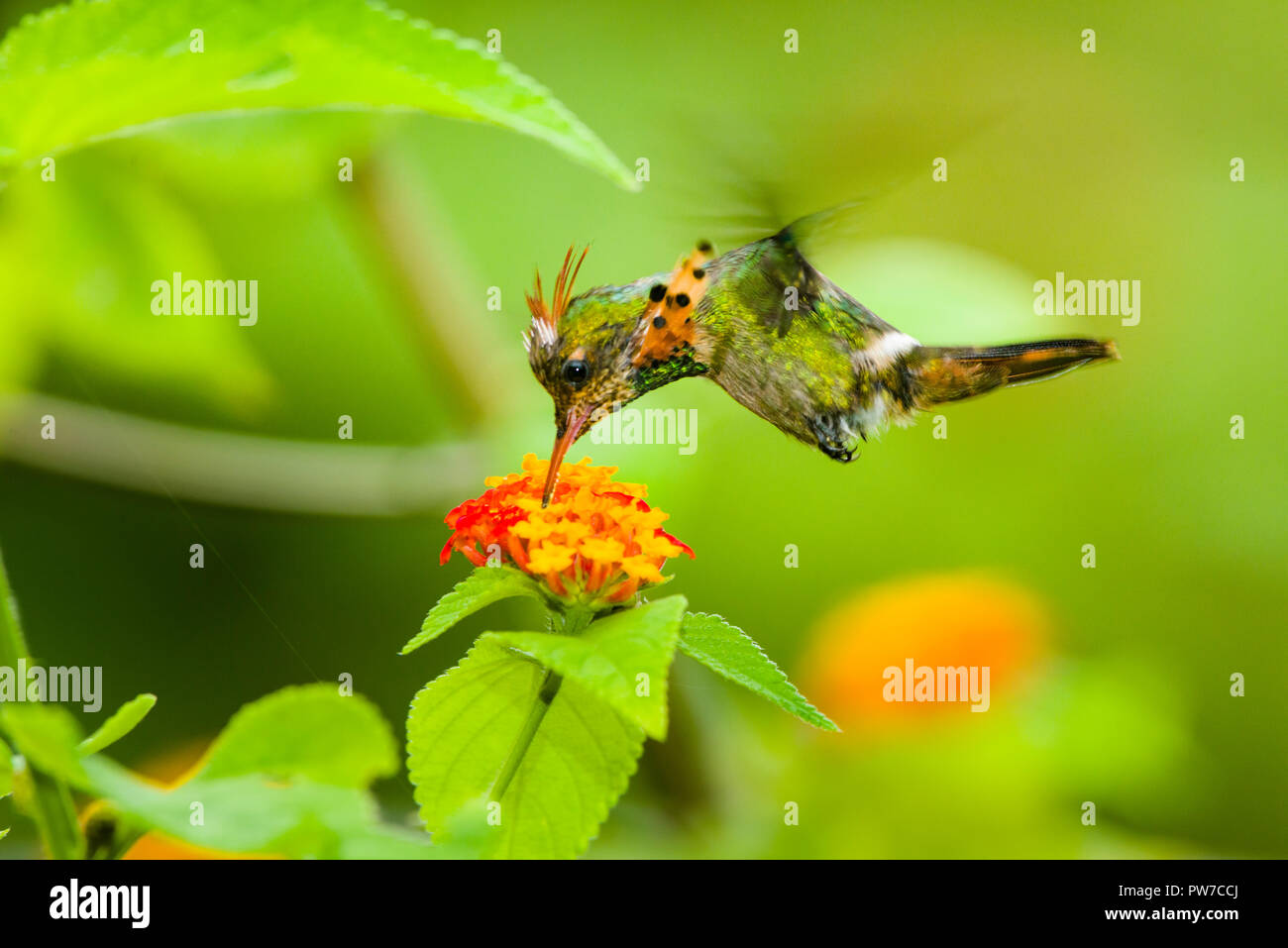 Tufted coquette hummingbird hi-res stock photography and images - Alamy