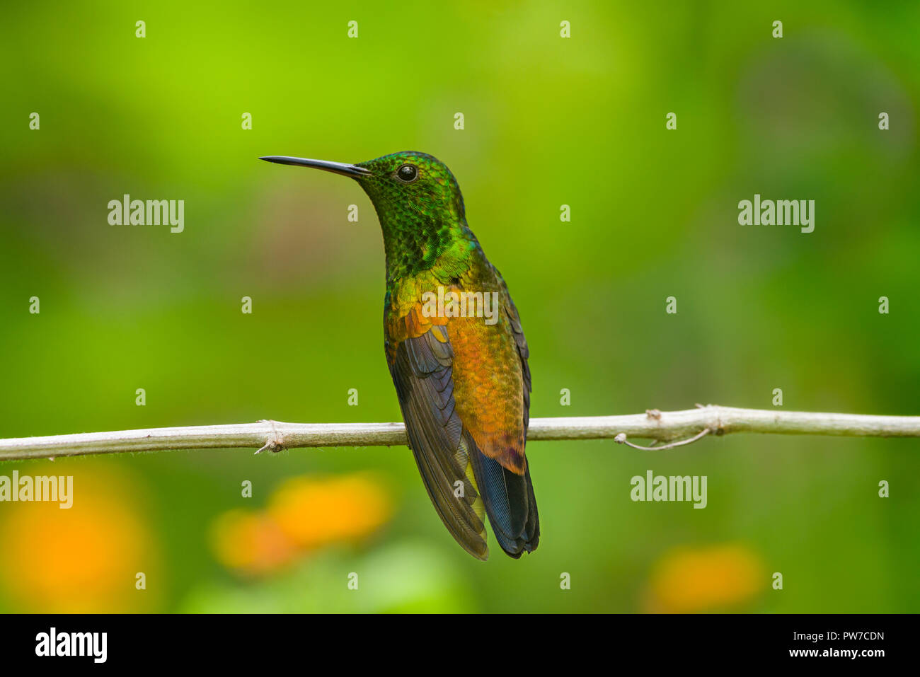 Copper-rumped Hummingbird (Saucerottia tobaci) showing iridescent wing ...