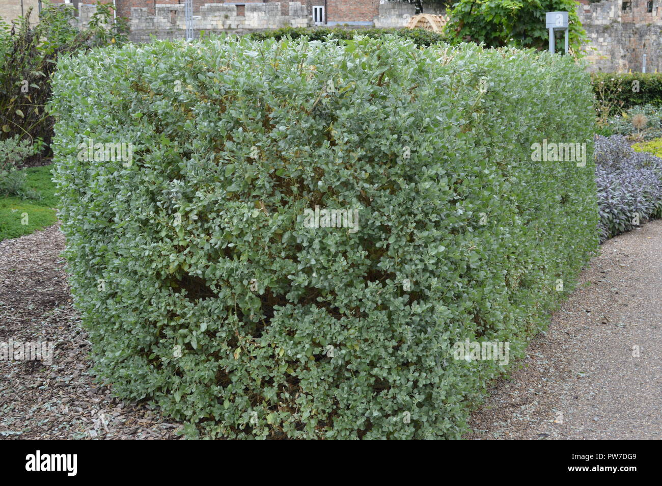 Salt Bush, salty tasting leaves,Hedge,York Museum Gardens, North ...