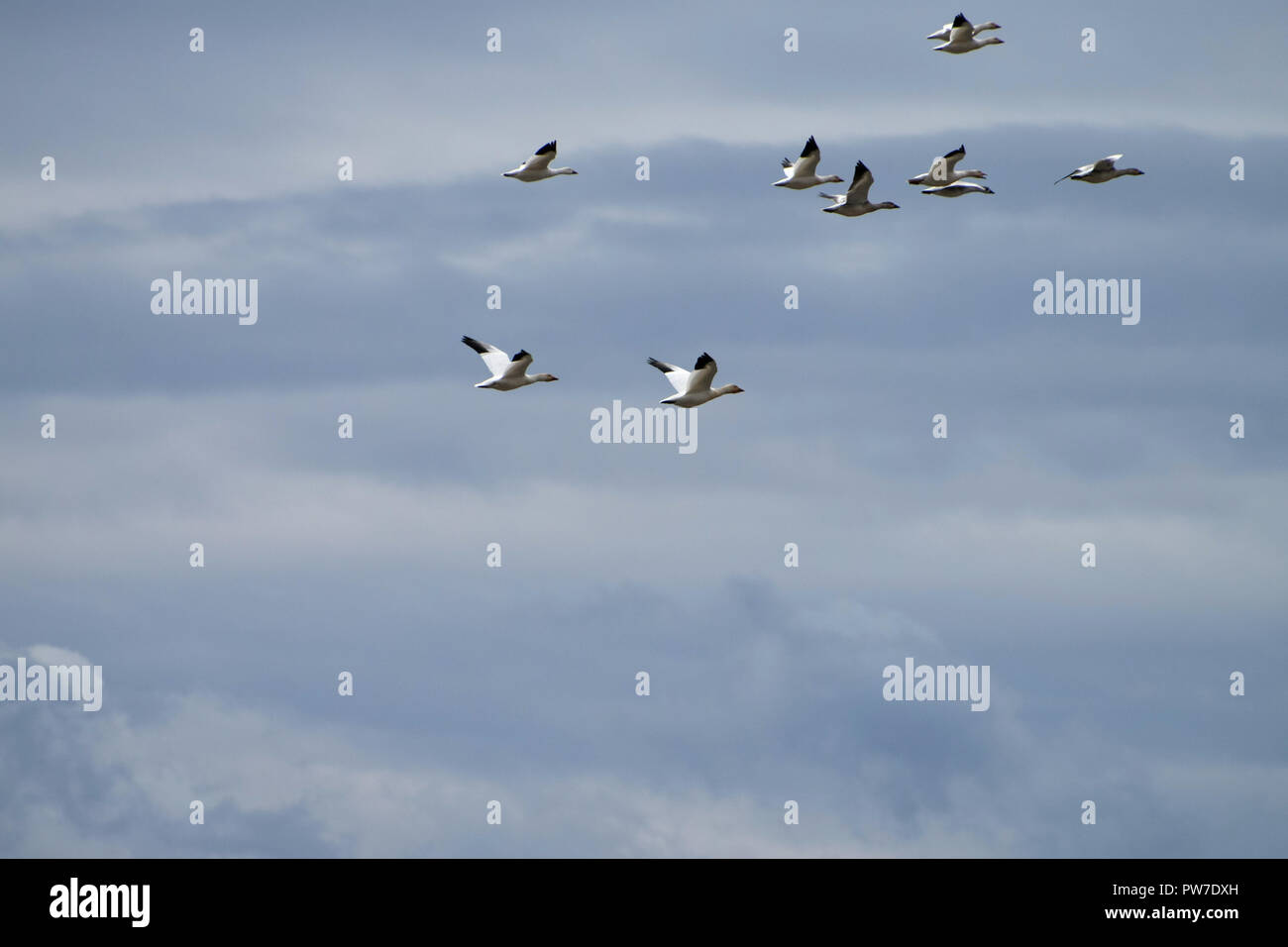 Flock of white geese in flight Stock Photo - Alamy