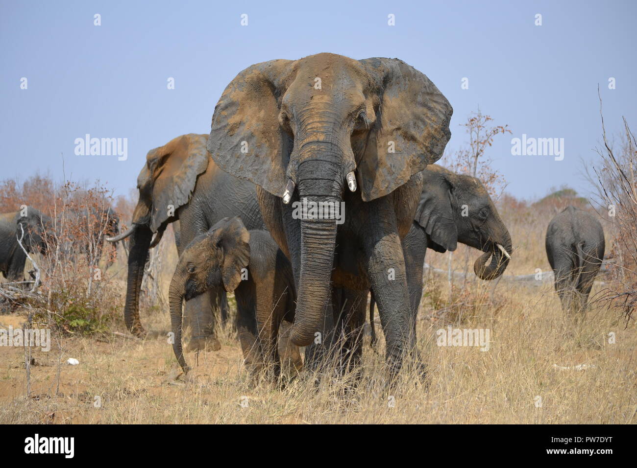 African elephant female matriarch hi-res stock photography and images ...
