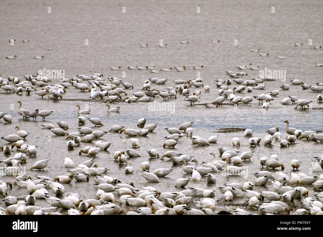 Flock of geeses assembled for migration Stock Photo - Alamy