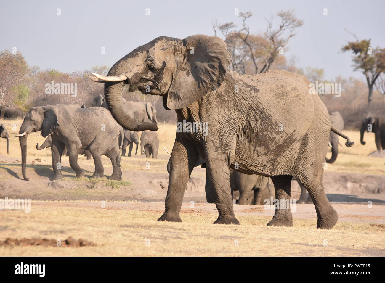 Bull in musth hi-res stock photography and images - Alamy
